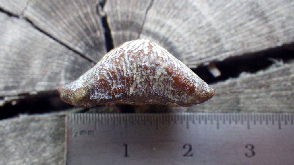 Shell-Crushing Shark Tooth? - Fossil ID - The Fossil Forum