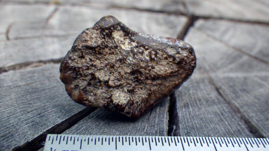 Shell-Crushing Shark Tooth? - Fossil ID - The Fossil Forum