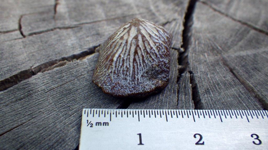 Shell-Crushing Shark Tooth? - Fossil ID - The Fossil Forum