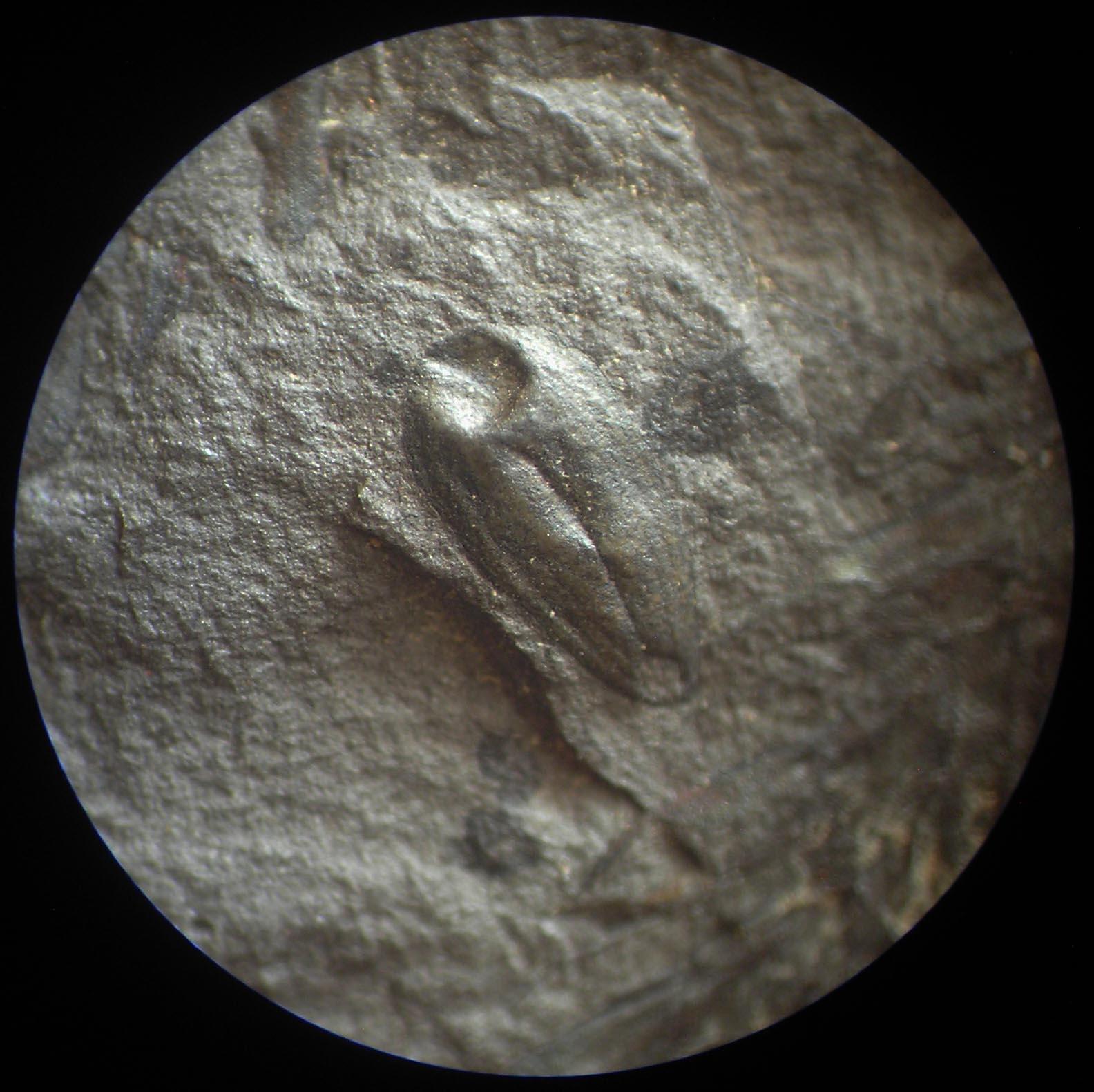Two Sites Visit - Fossil Hunting Trips - The Fossil Forum