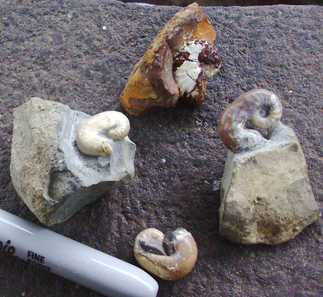 Scaphites Of The Eagleford Group - General Fossil Discussion - The ...