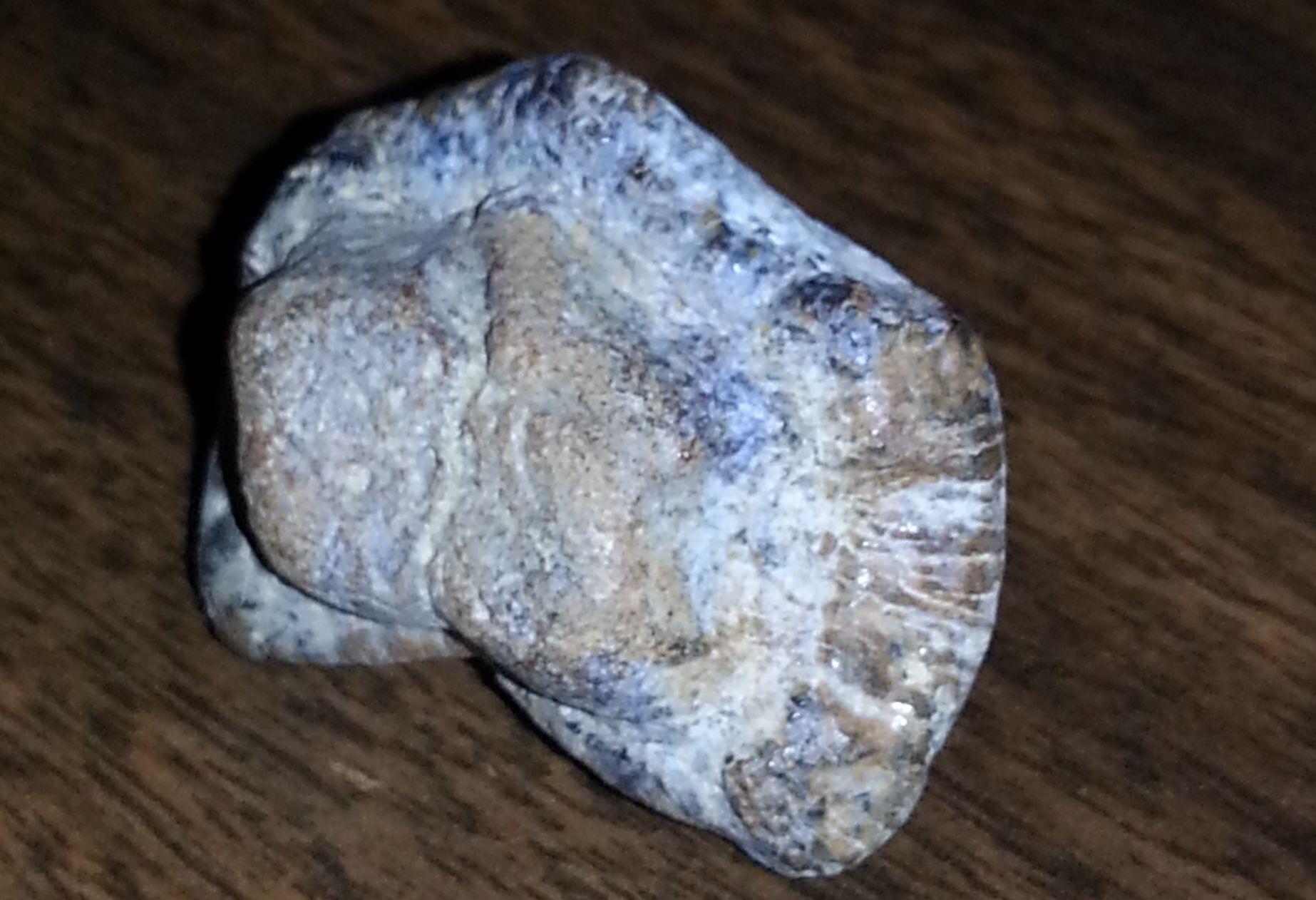 Shell-Crushing Shark Tooth? - Fossil ID - The Fossil Forum