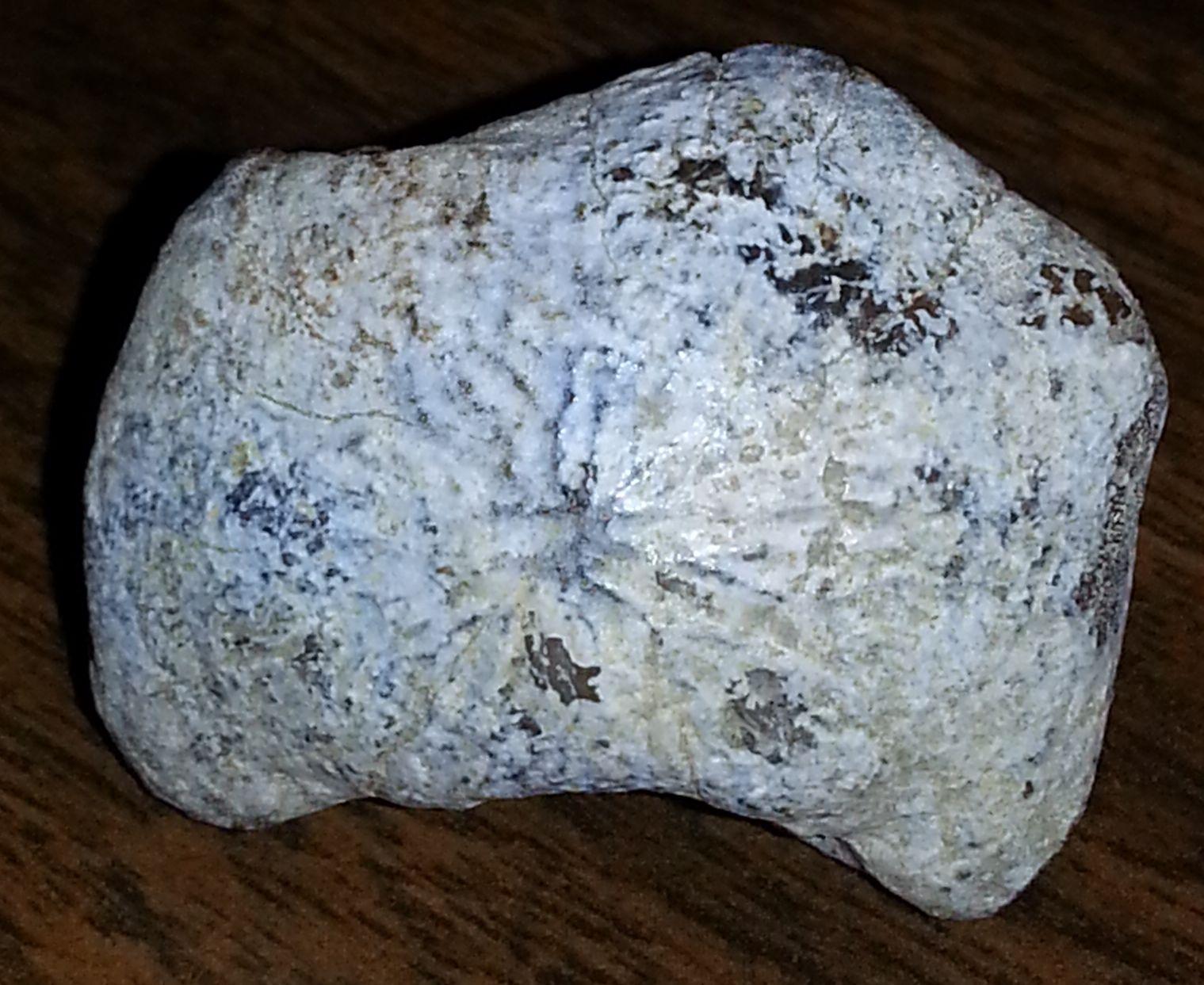 Shell-Crushing Shark Tooth? - Fossil ID - The Fossil Forum
