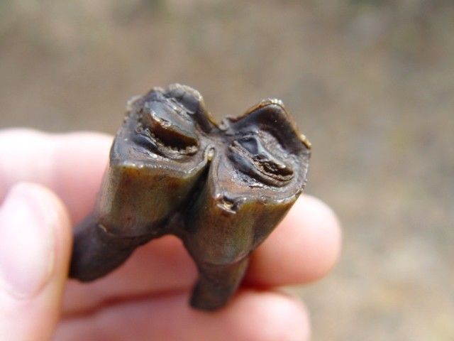 Camelid Vs Bovid Teeth Questions - Fossil ID - The Fossil Forum