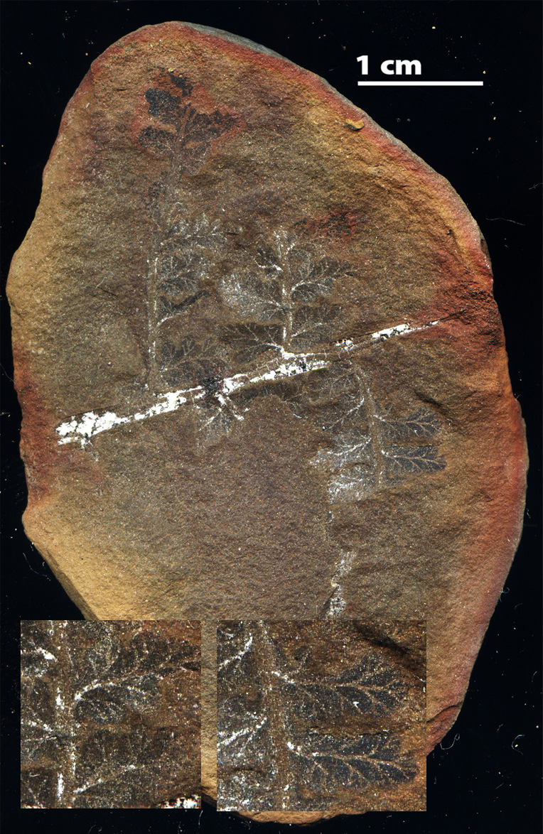 Sphenopteris? (Identified As Oligocarpia) - Fossil ID - The Fossil Forum