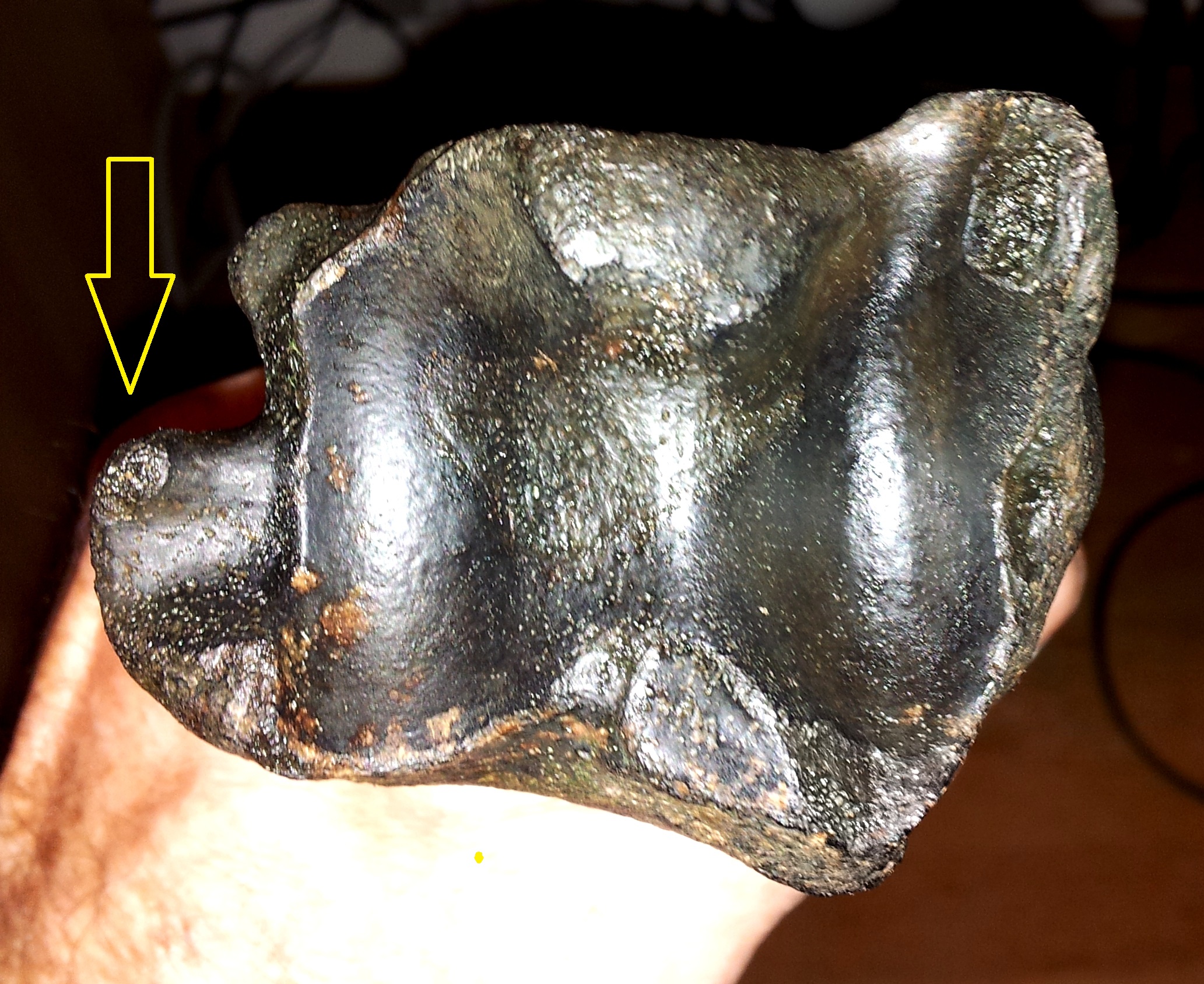 Pleistocene Leg Bone #2 - Fossil ID - The Fossil Forum