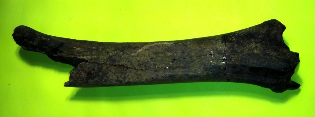 Pleistocene Leg Bone #2 - Fossil ID - The Fossil Forum