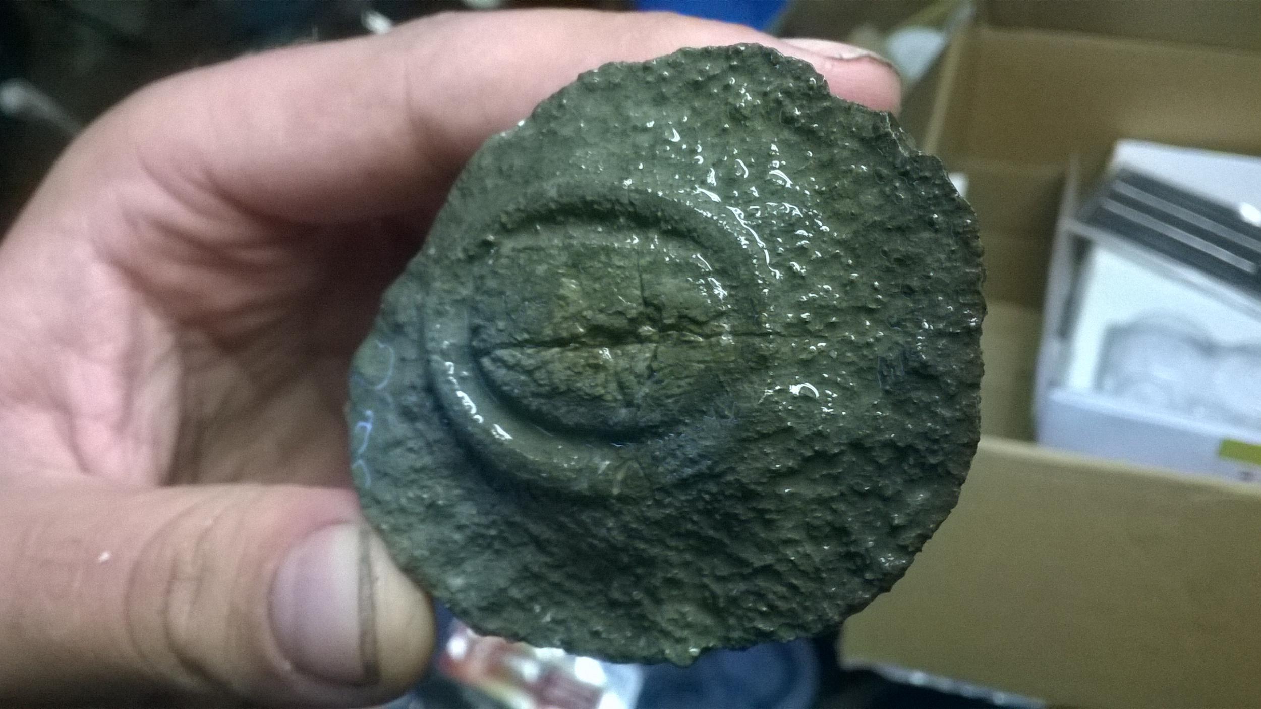 Anemone ? - Fossil ID - The Fossil Forum