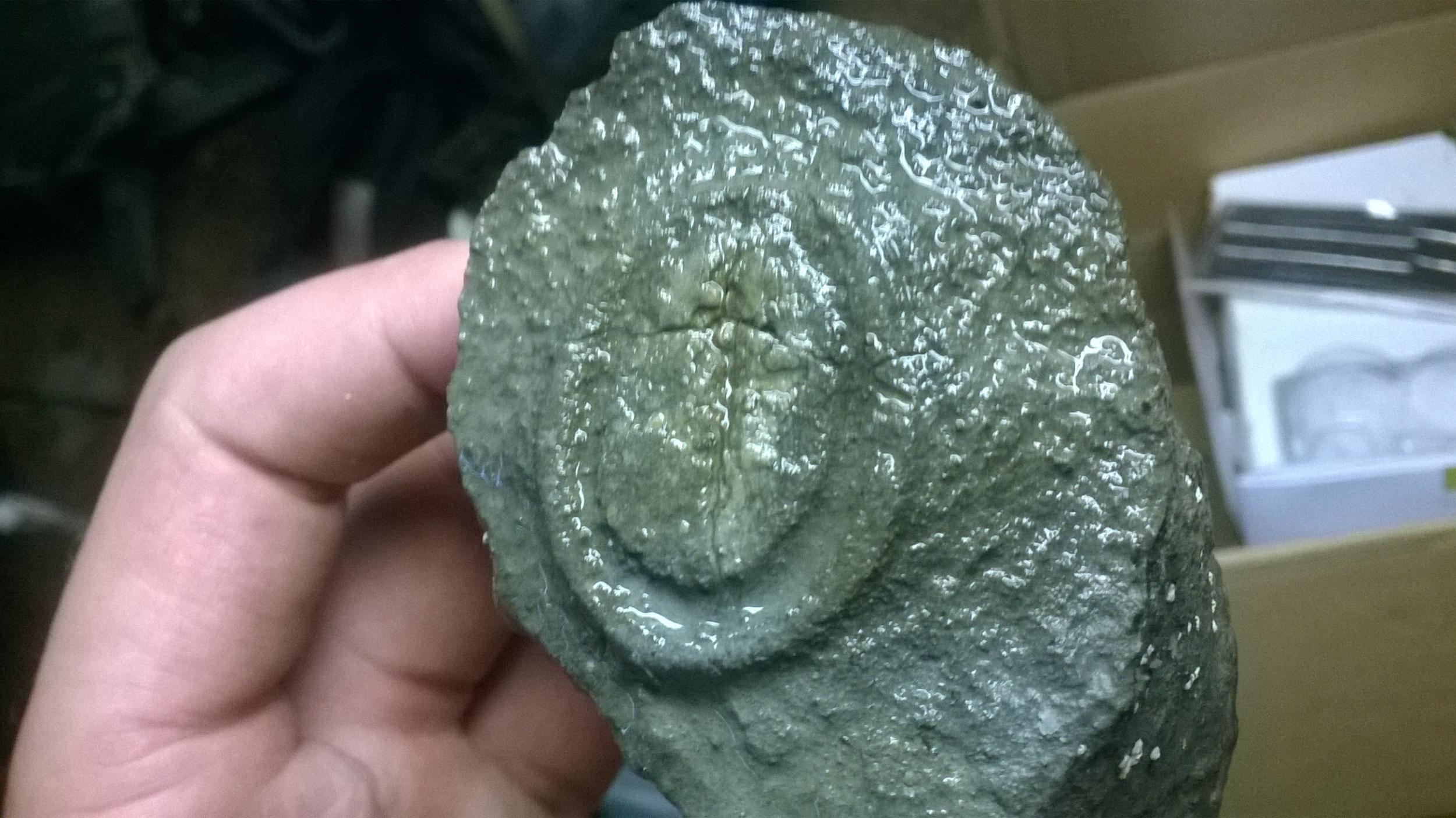 Anemone ? - Fossil ID - The Fossil Forum