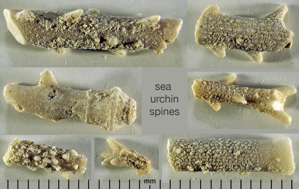 Florida Eocene Matrix Finds - Fossil Hunting Trips - The Fossil Forum