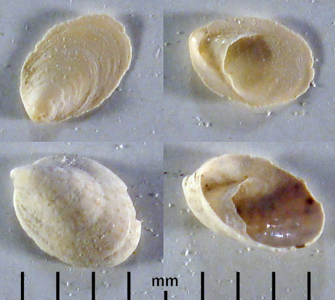 Florida Eocene Matrix Finds - Fossil Hunting Trips - The Fossil Forum