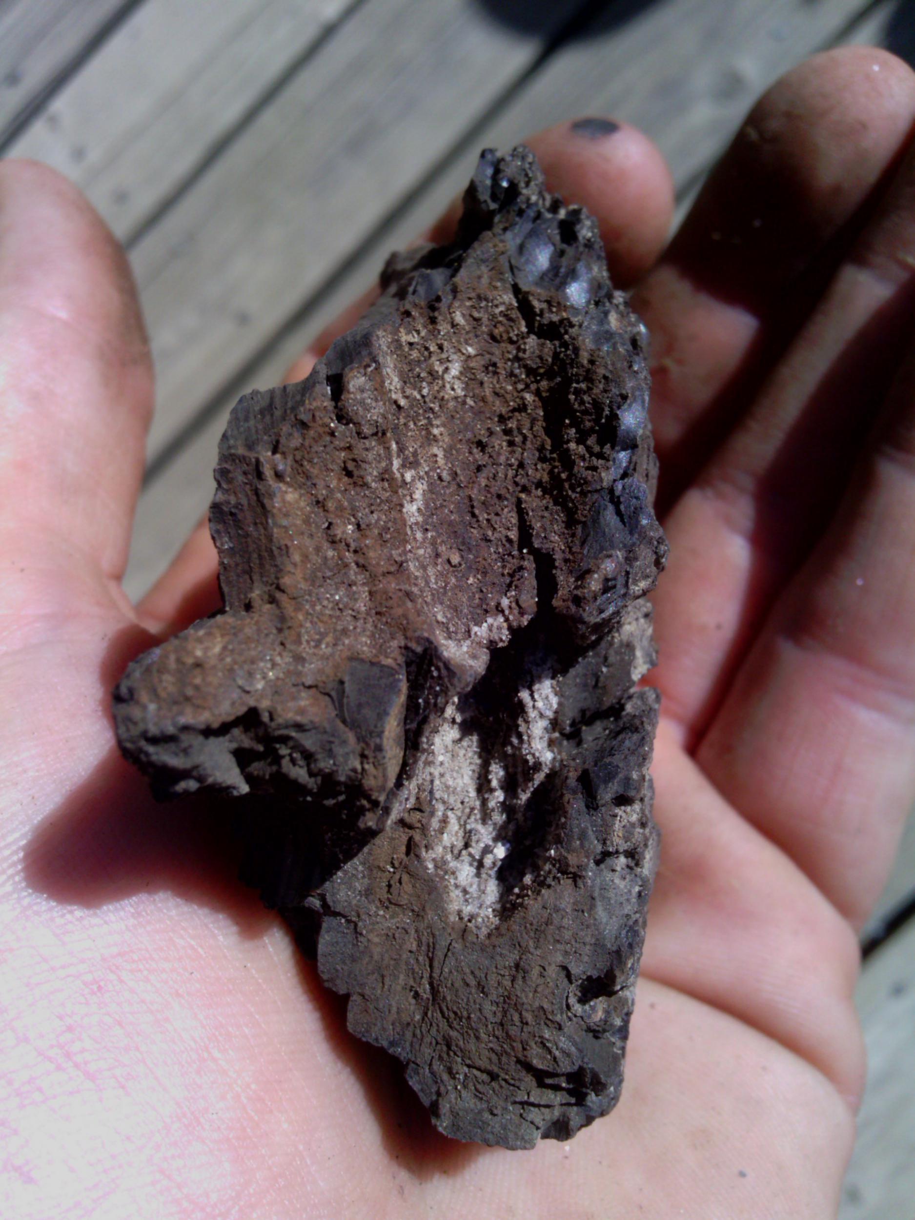 Announcing The First Ever Discovery In Tennessee Of Lignite Fossilized ...