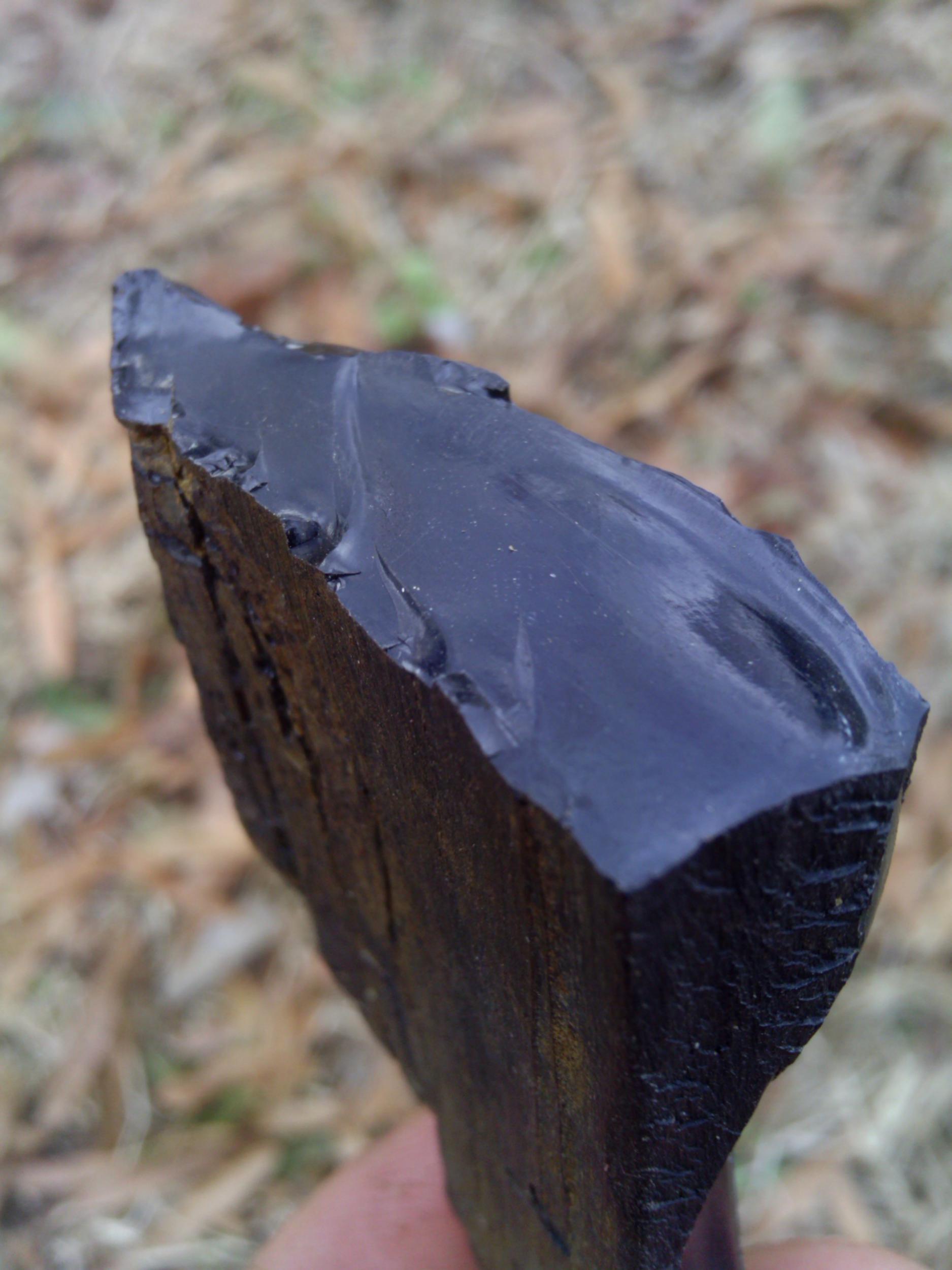 Announcing The First Ever Discovery In Tennessee Of Lignite Fossilized ...