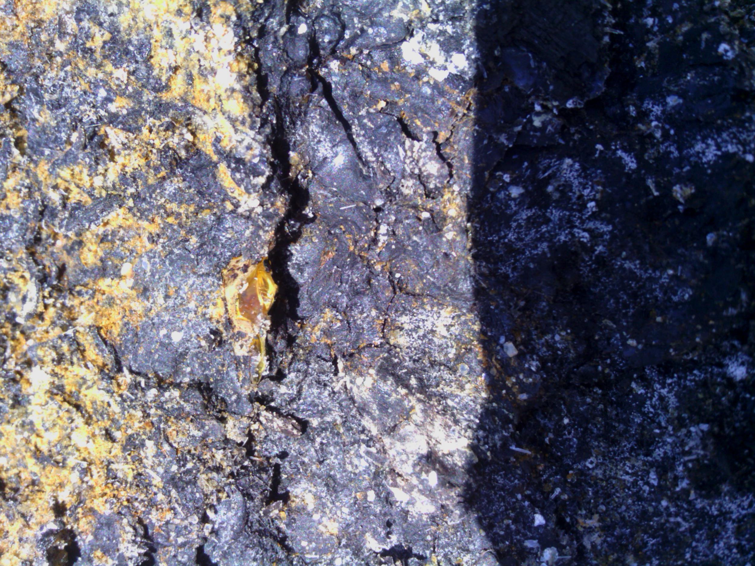 Cretaceous Amber In Tennessee: An Open Report. - General Fossil ...