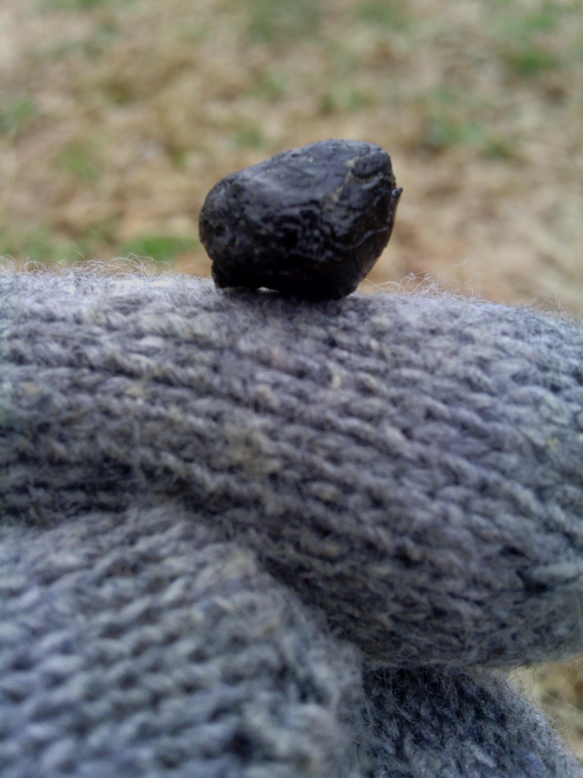 Paleobotanical Cretaceous Cone, Seed, & Seed Pod. - Fossil ID - The ...