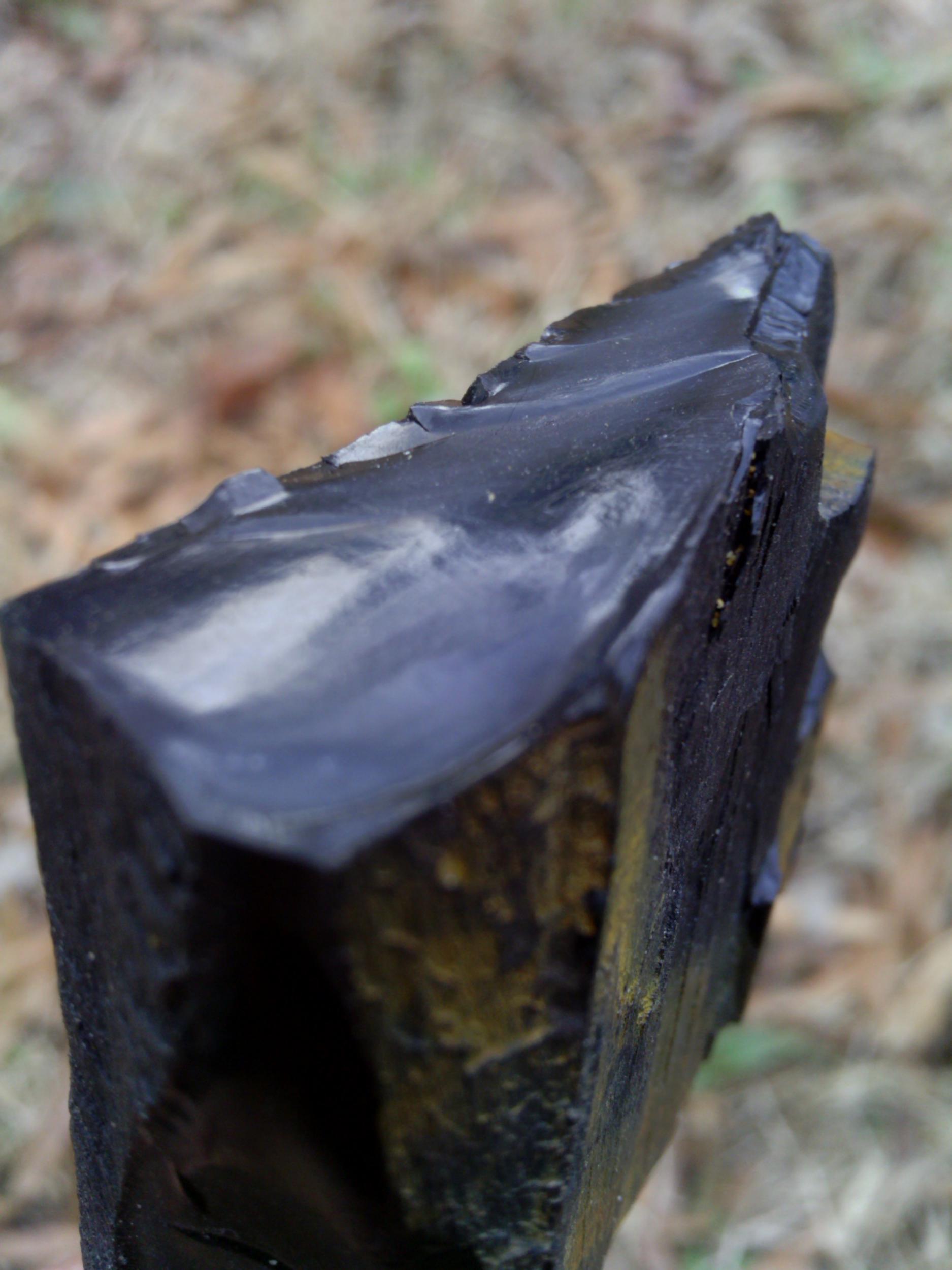 Announcing The First Ever Discovery In Tennessee Of Lignite Fossilized ...