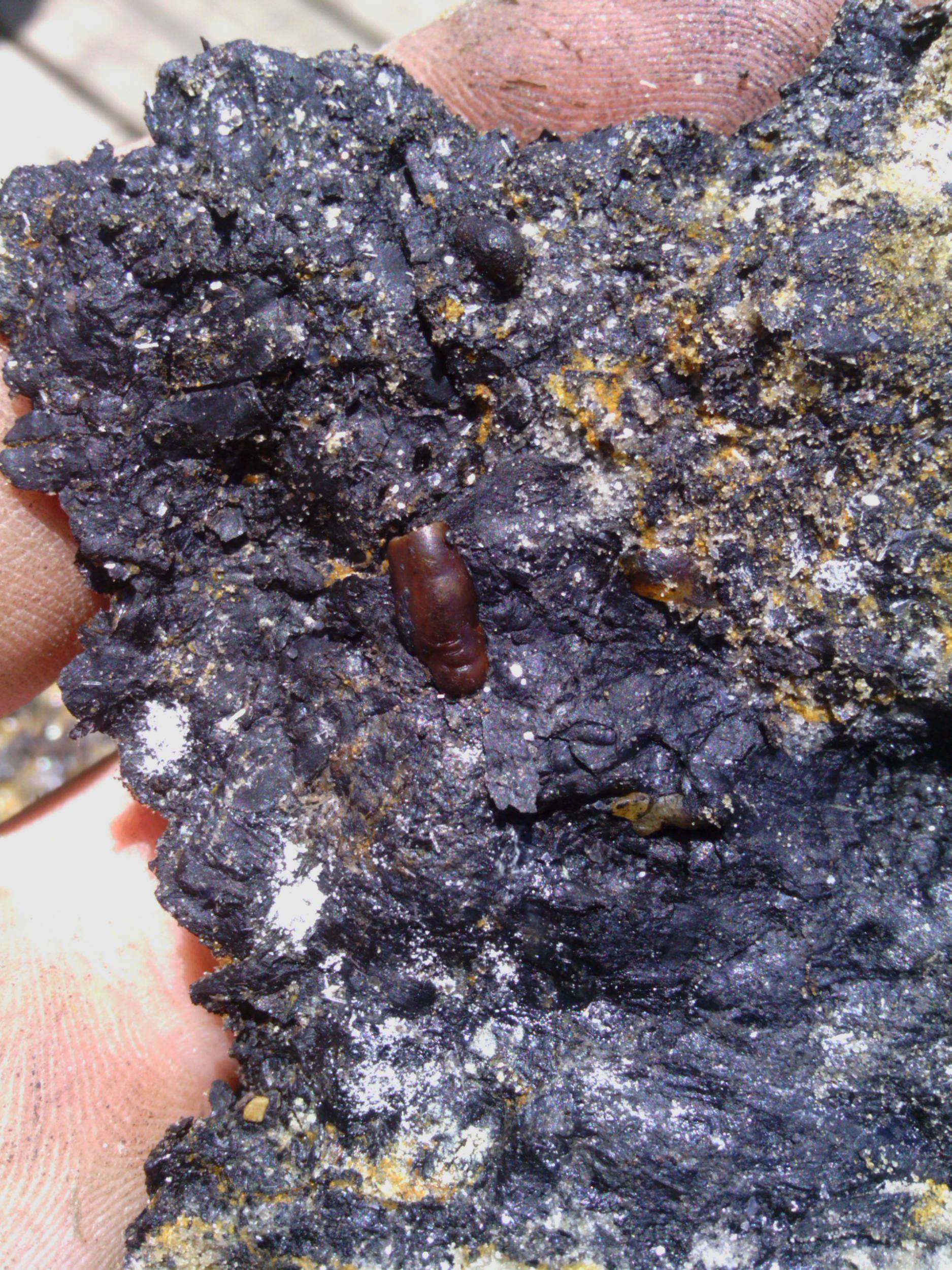 Cretaceous Amber In Tennessee: An Open Report. - General Fossil ...
