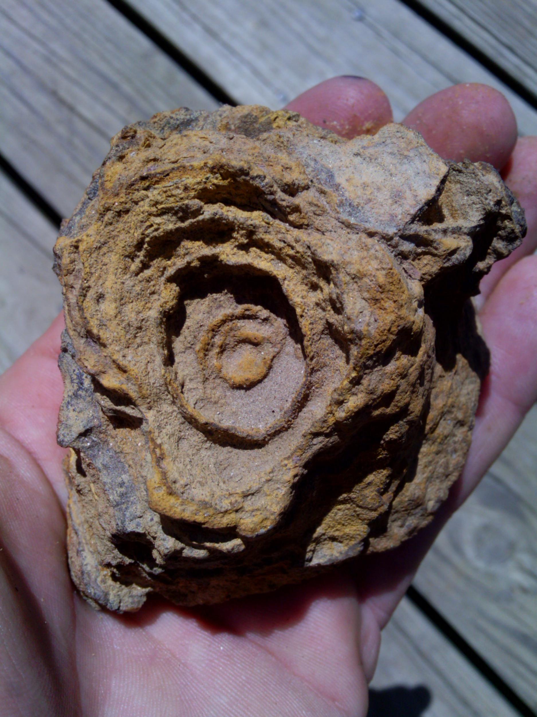 Looks Like A Rose? - Fossil ID - The Fossil Forum