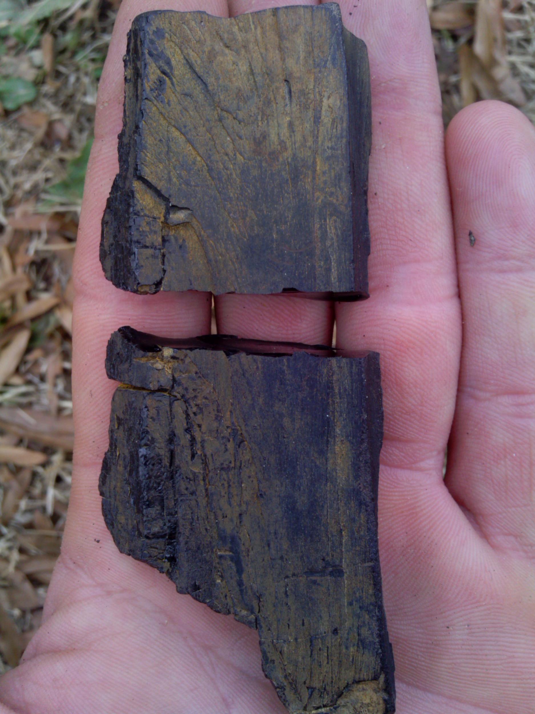 Announcing The First Ever Discovery In Tennessee Of Lignite Fossilized ...