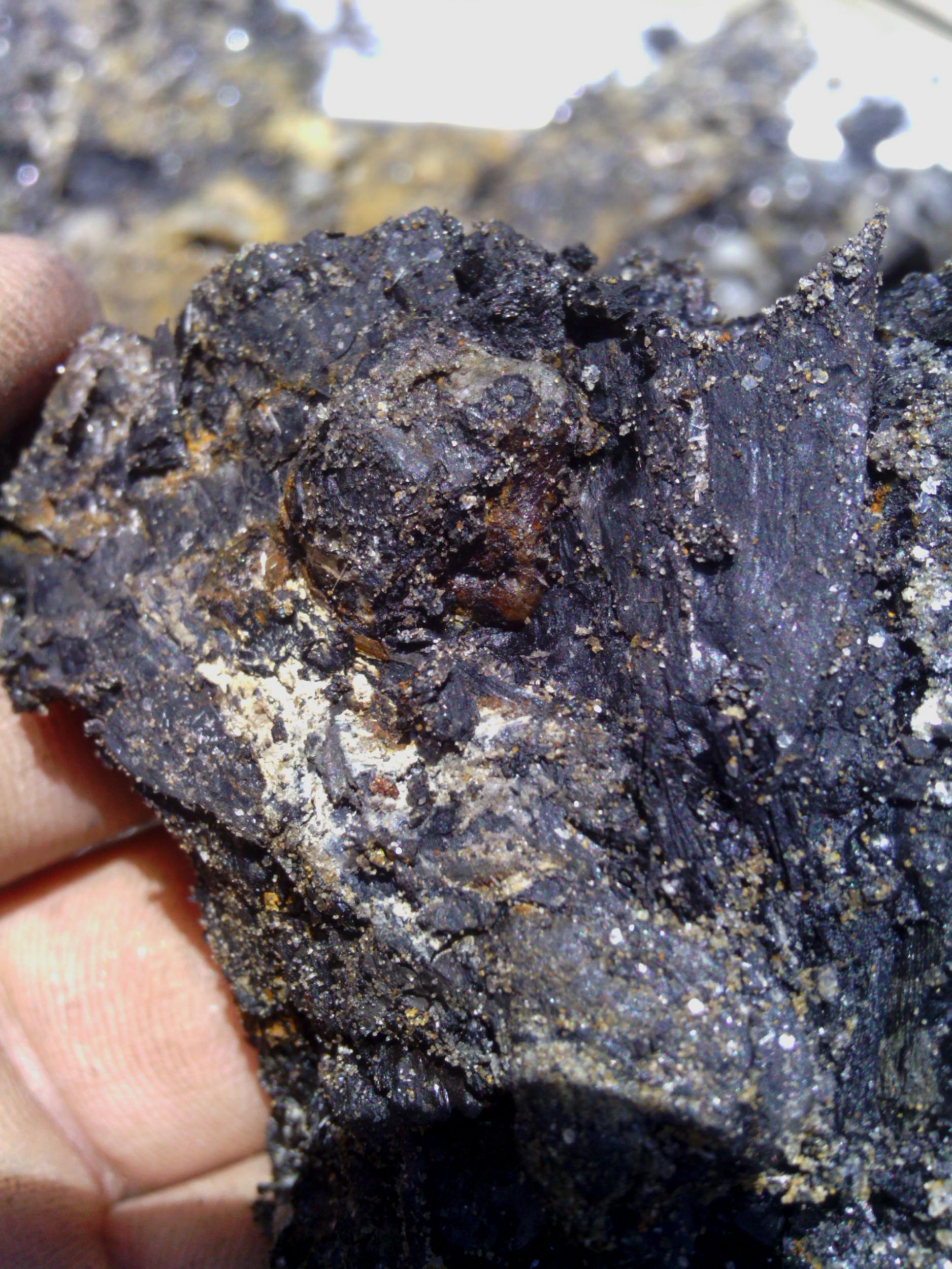 Cretaceous Amber In Tennessee: An Open Report. - General Fossil ...