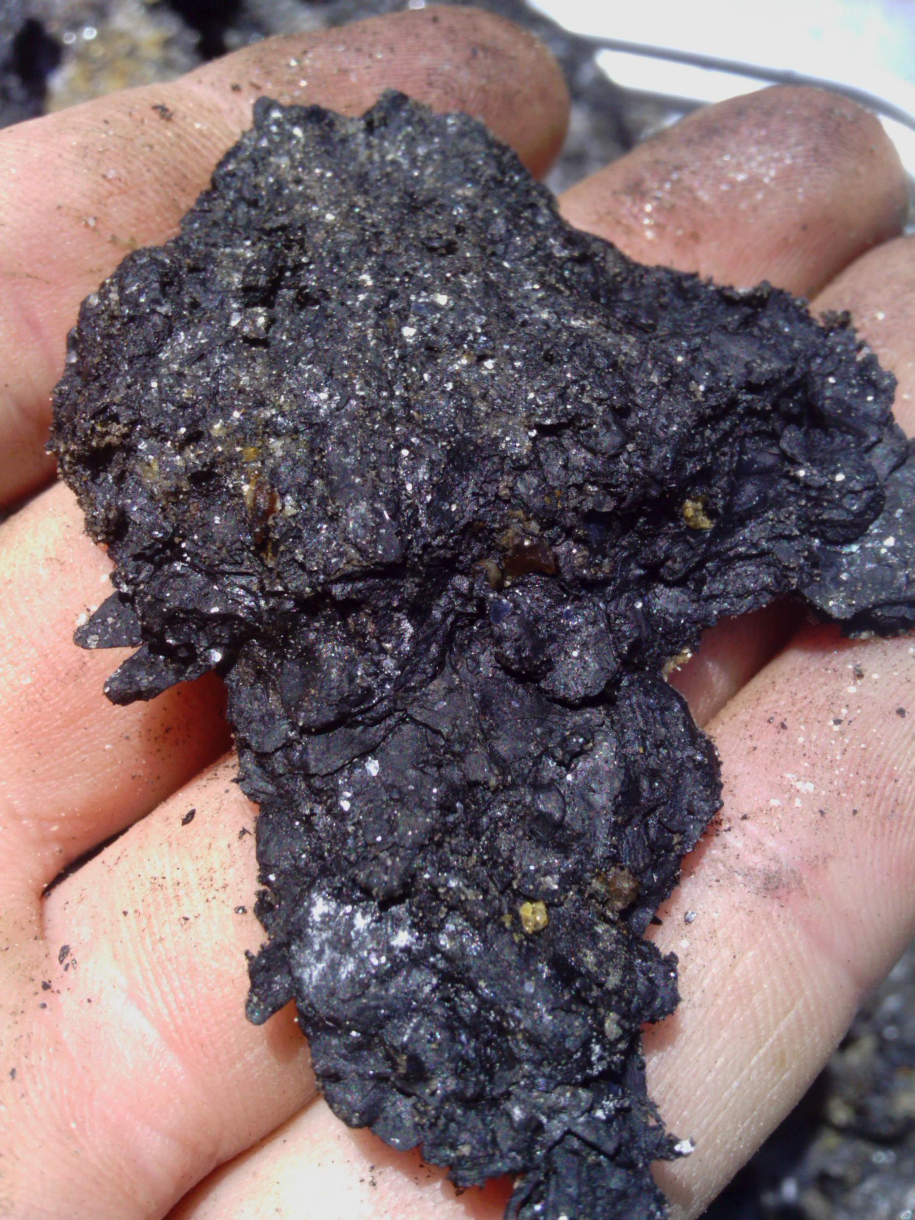 Cretaceous Amber In Tennessee: An Open Report. - General Fossil ...