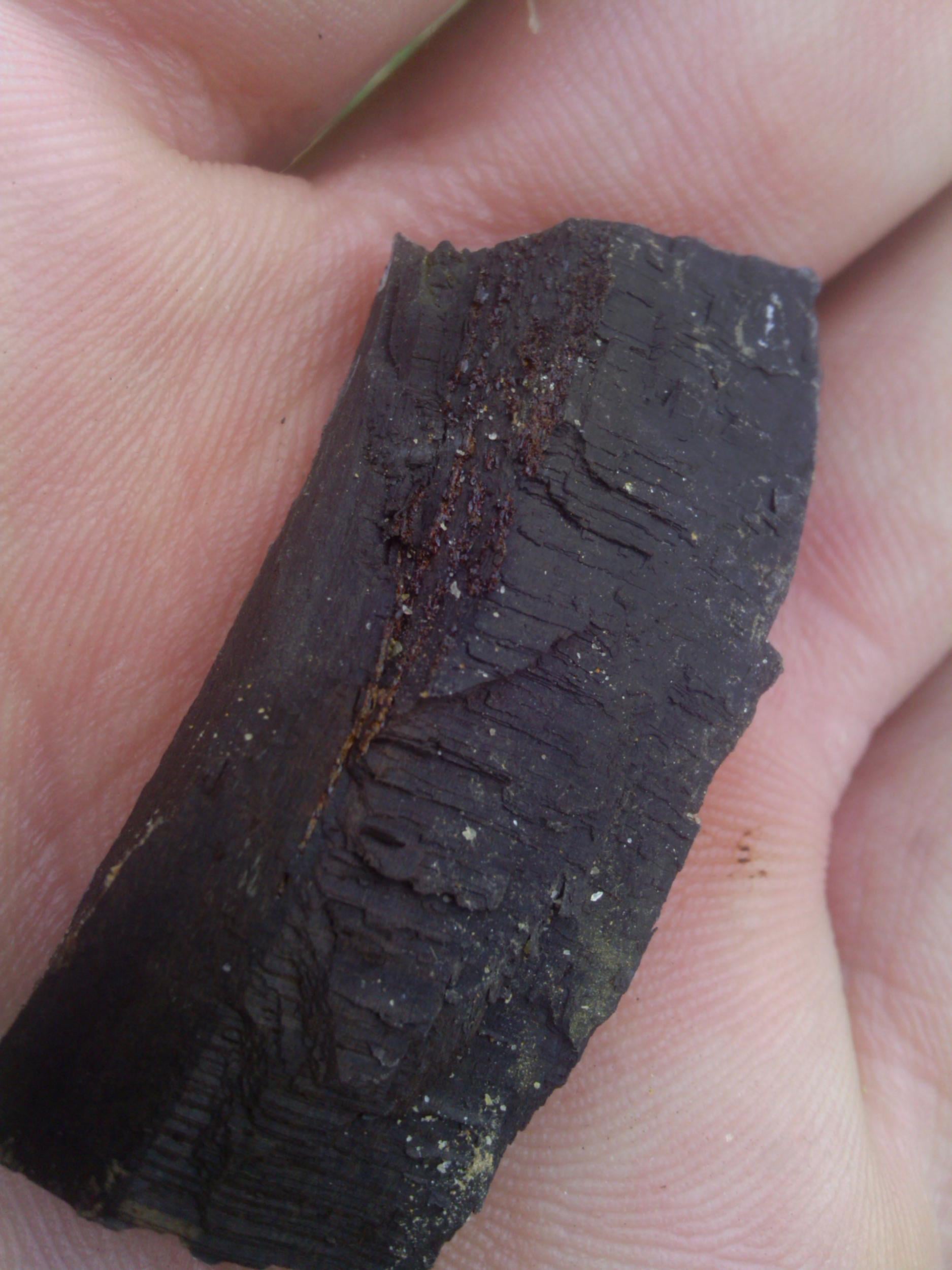 Announcing The First Ever Discovery In Tennessee Of Lignite Fossilized ...