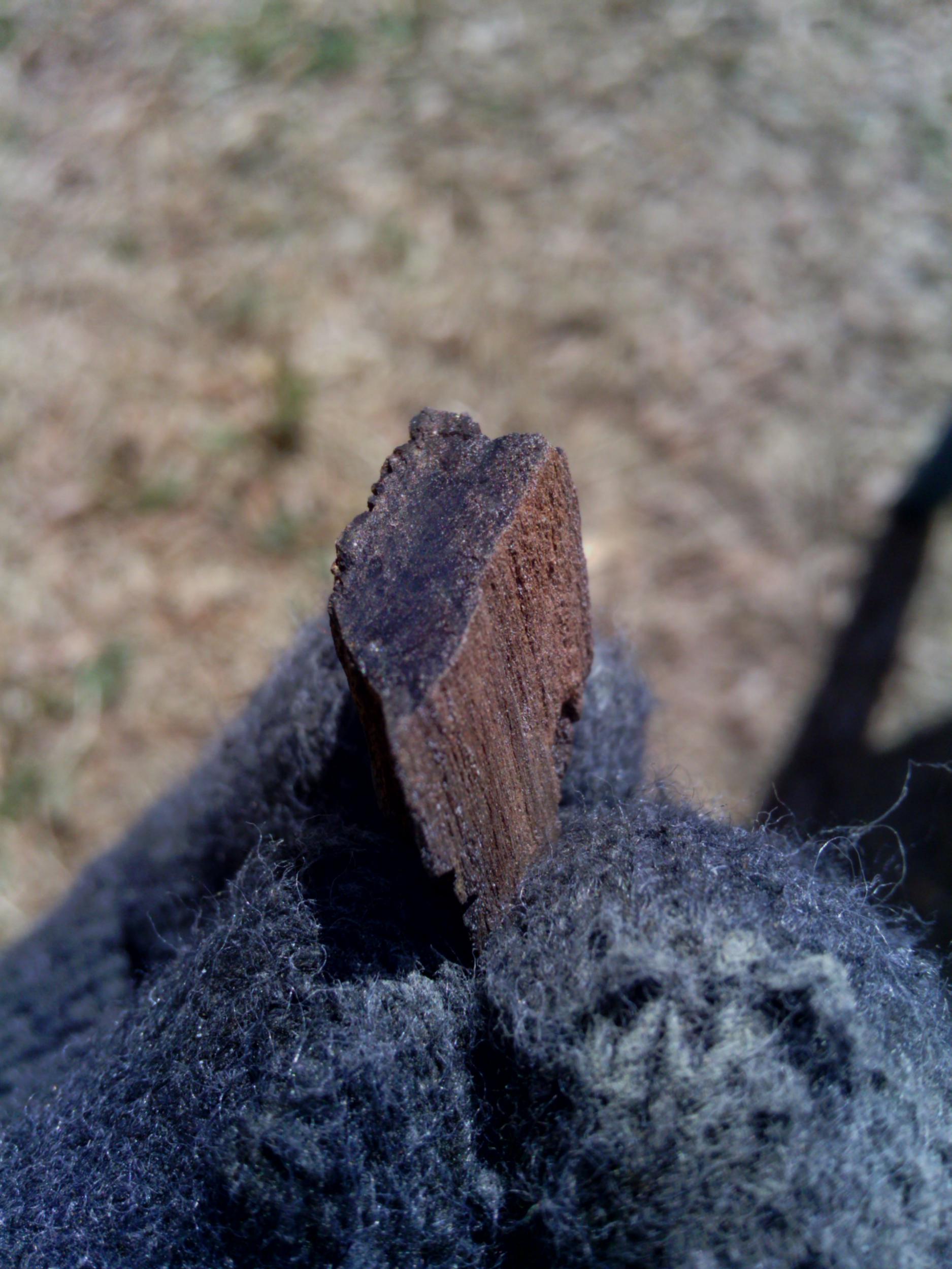 Announcing The First Ever Discovery In Tennessee Of Lignite Fossilized ...