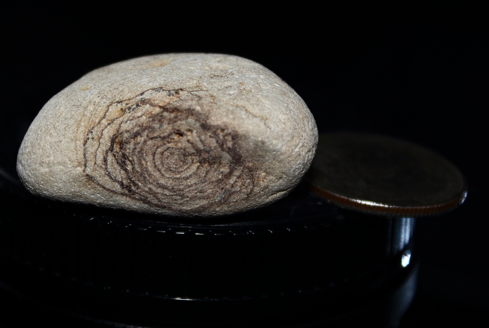 Looks Like A Rose? - Fossil ID - The Fossil Forum