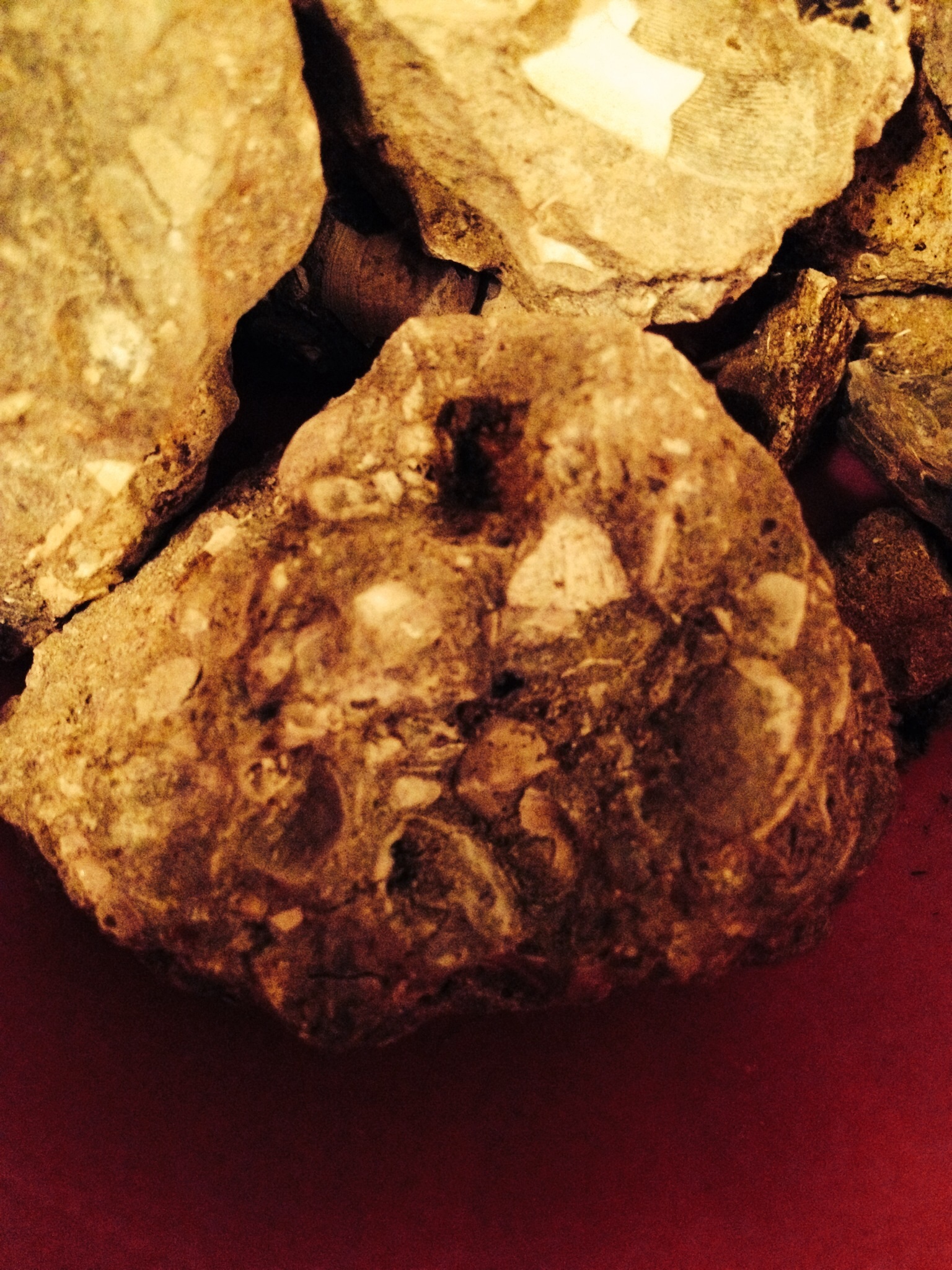Tiny Bone? Meridian Ms - Fossil ID - The Fossil Forum