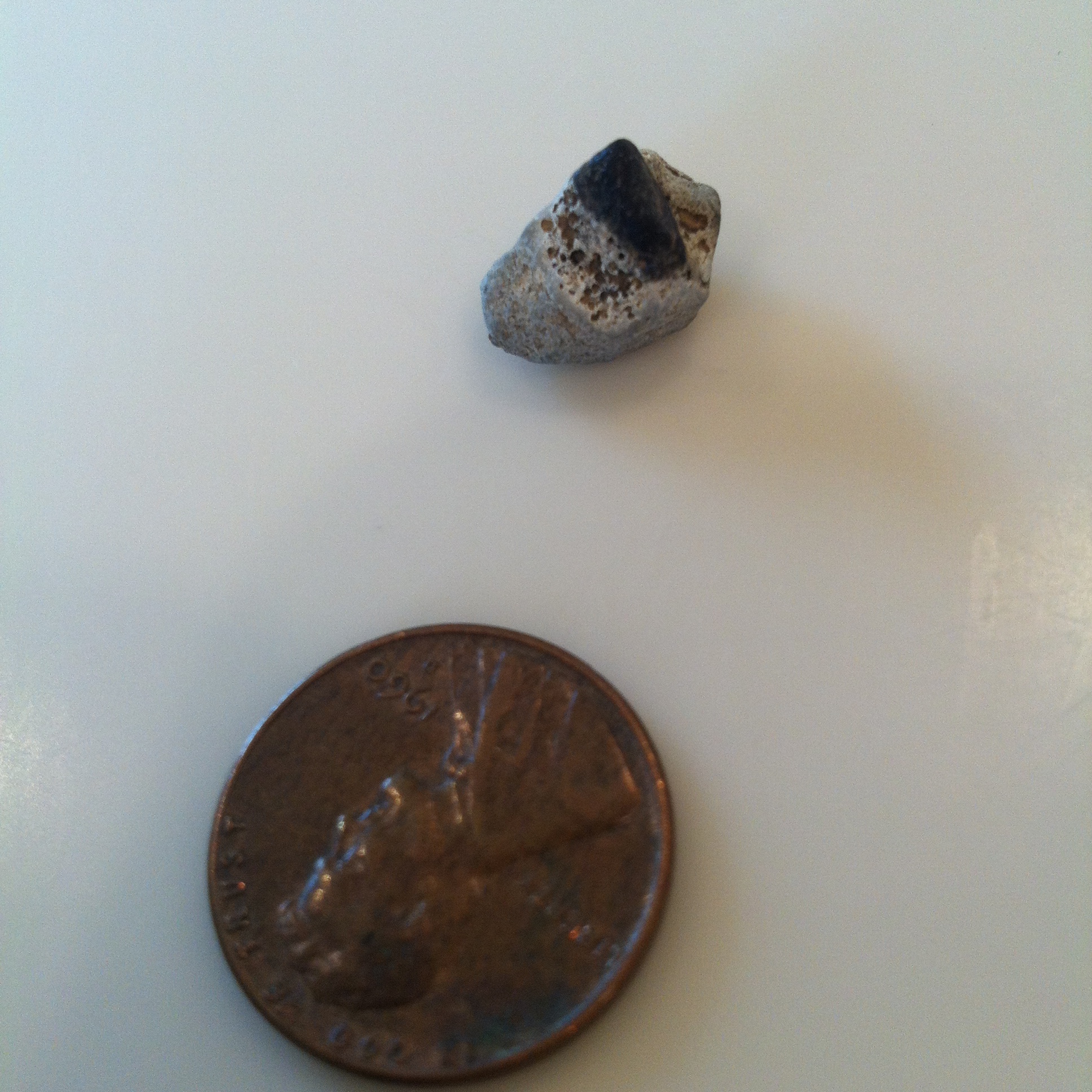 Tooth? Coral? Pseudofossil? - Fossil ID - The Fossil Forum