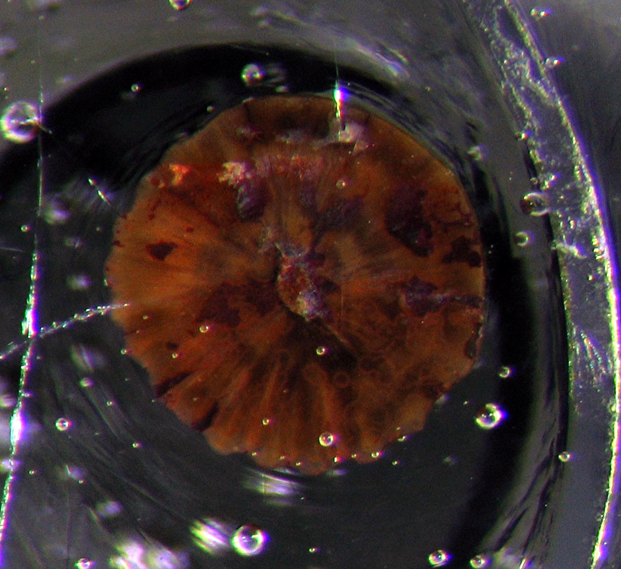 Early Amphibian Tooth Cross Section - General Fossil Discussion - The ...