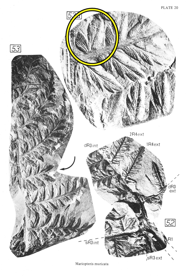 Sphenopteris S.p - Fossil ID - The Fossil Forum