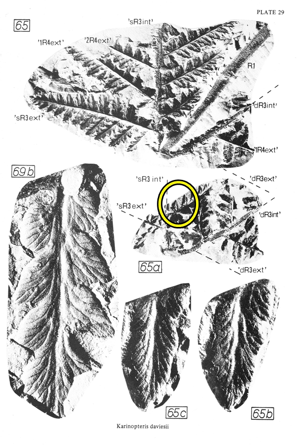 Sphenopteris S.p - Fossil ID - The Fossil Forum