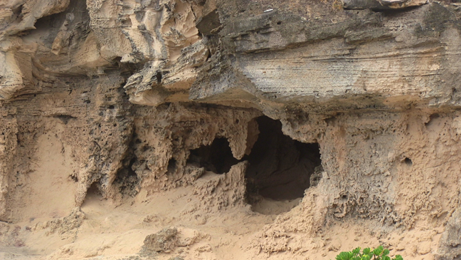 Kauai Fossils On Makaheni Lithified Cliffs Fun! - Fossil Hunting Trips ...