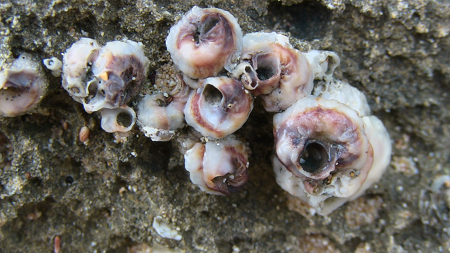 Kauai Fossils On Makaheni Lithified Cliffs Fun! - Fossil Hunting Trips ...