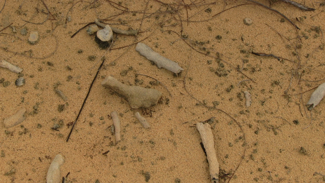 Kauai Fossils On Makaheni Lithified Cliffs Fun! - Fossil Hunting Trips ...