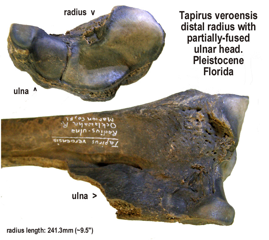 Pleistocene Mammal Leg Bone #1 - Fossil ID - The Fossil Forum