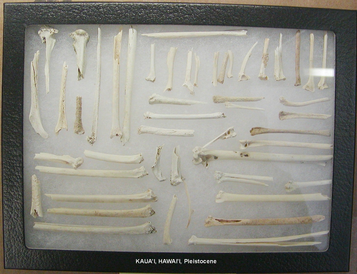 Kauai Fossils On Makaheni Lithified Cliffs Fun! - Fossil Hunting Trips ...