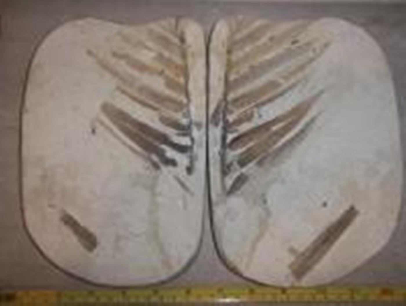 Fossil Contributions to Paleontology - The Gallery - Page 2 - Partners ...