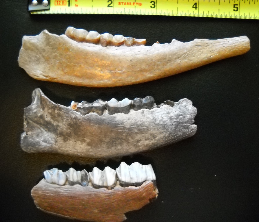Camelid Vs Bovid Teeth Questions - Fossil ID - The Fossil Forum
