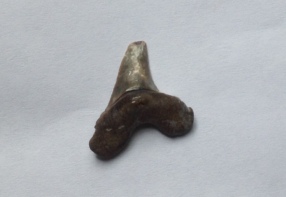 Finally Found A Shark Tooth-Cretoxyrhina? Just Guessing. - Fossil ID ...