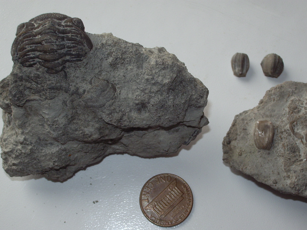 Crinoid Calyx? Arkona, Ontario - Fossil ID - The Fossil Forum