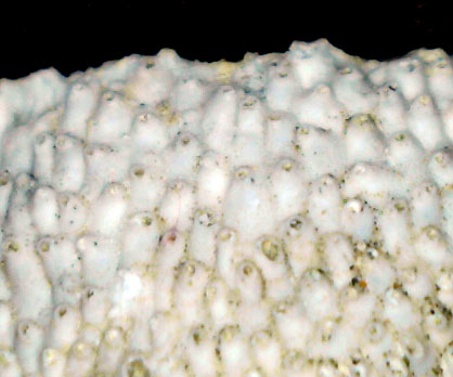 Micro's In Limestone. - Fossil Hunting Trips - The Fossil Forum