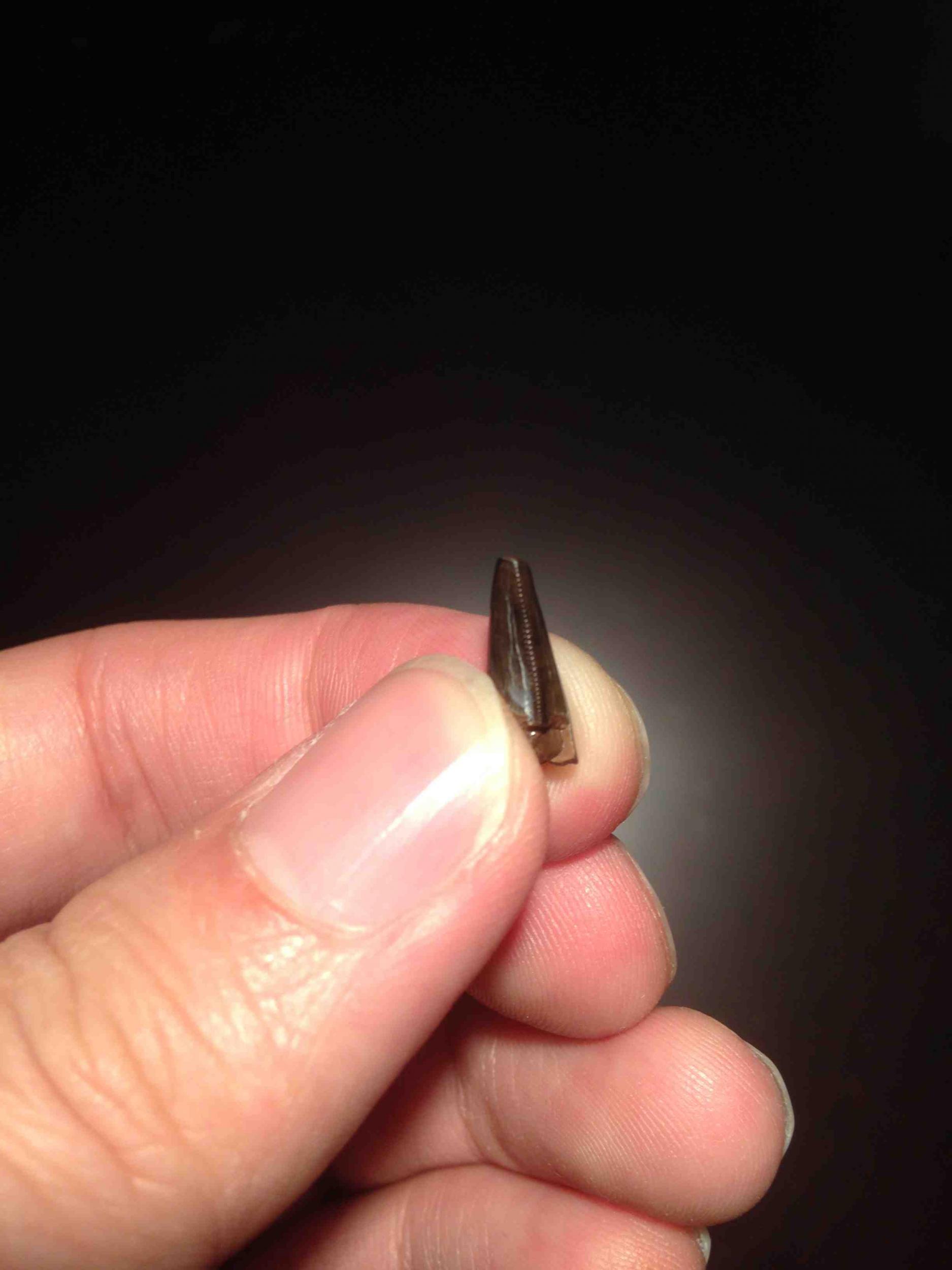 ็hell Creek Dromaeosaur Teeth And Baby Tyrannosaur Teeth - How To ...