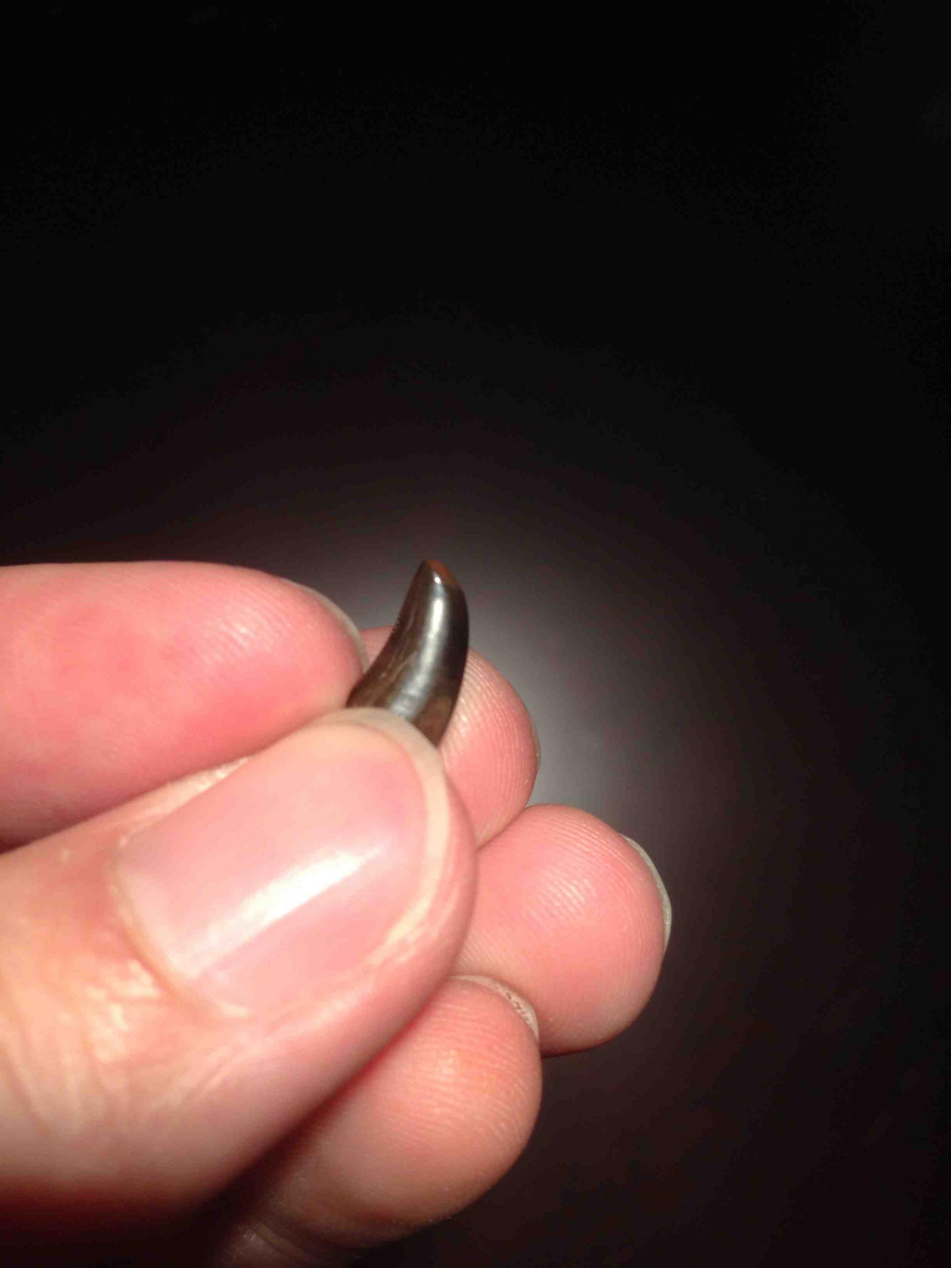 ็hell Creek Dromaeosaur Teeth And Baby Tyrannosaur Teeth - How To ...