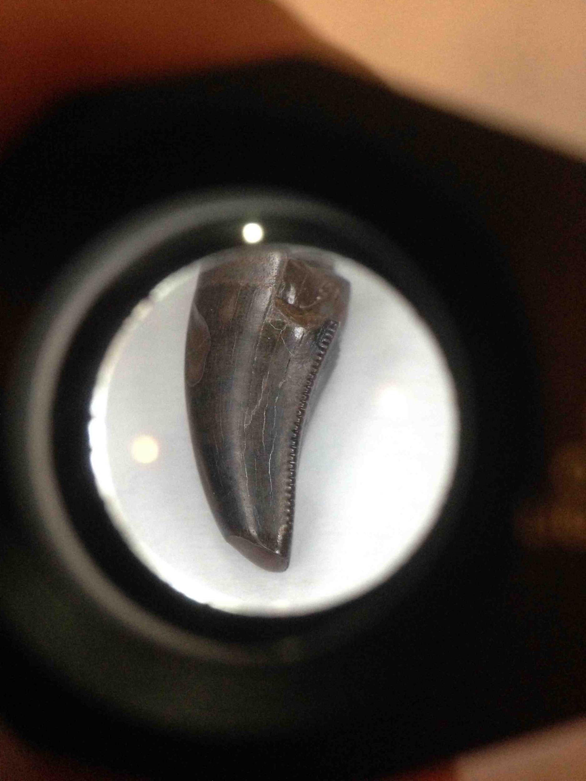 ็hell Creek Dromaeosaur Teeth And Baby Tyrannosaur Teeth - How To ...