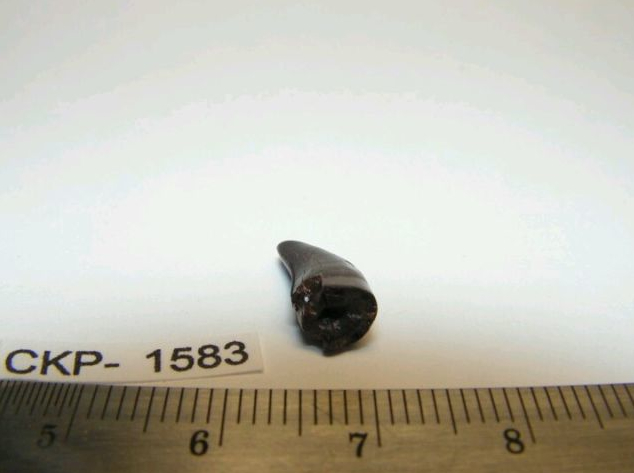 ็hell Creek Dromaeosaur Teeth And Baby Tyrannosaur Teeth - How To ...