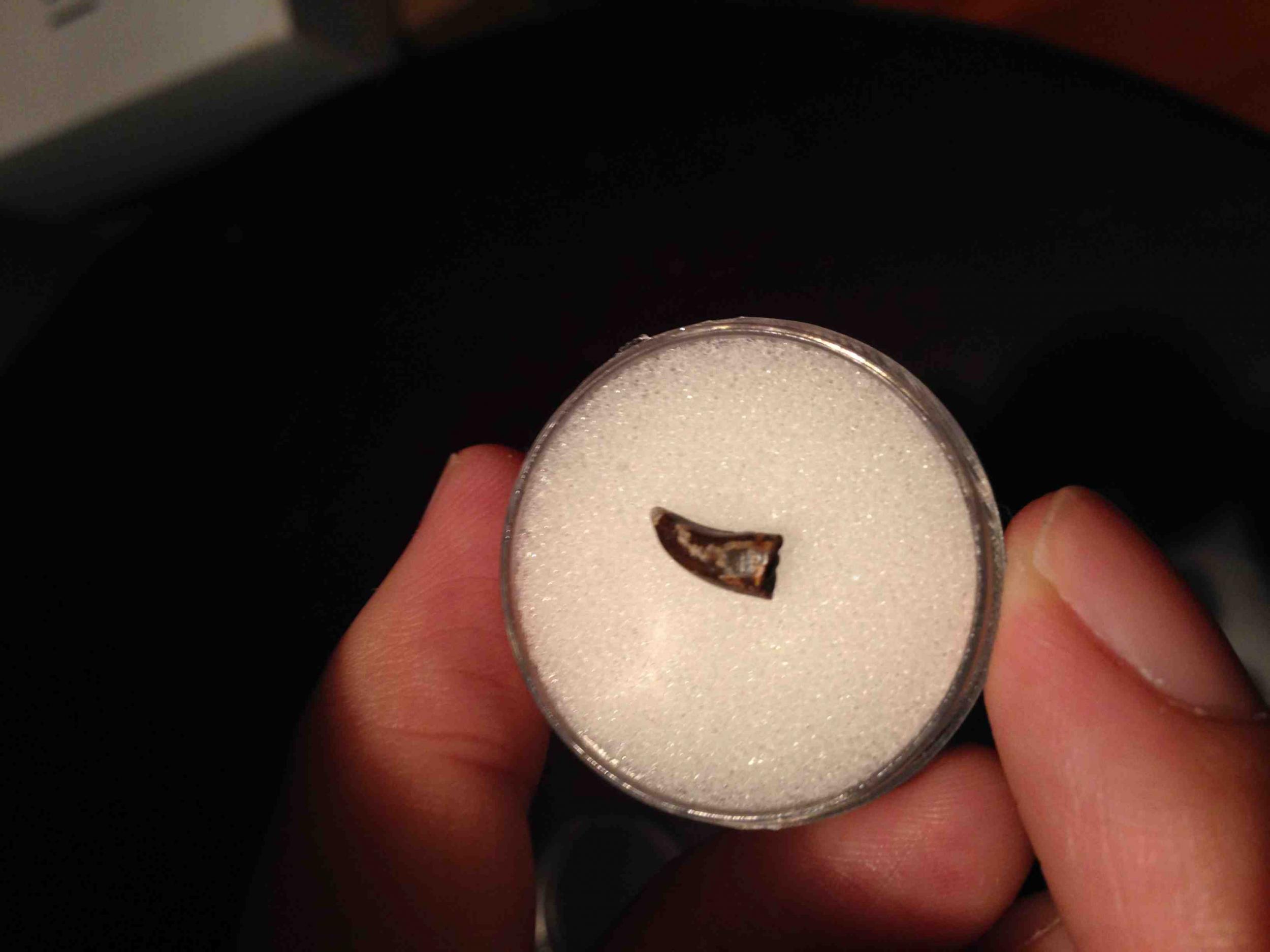 ็hell Creek Dromaeosaur Teeth And Baby Tyrannosaur Teeth - How To ...