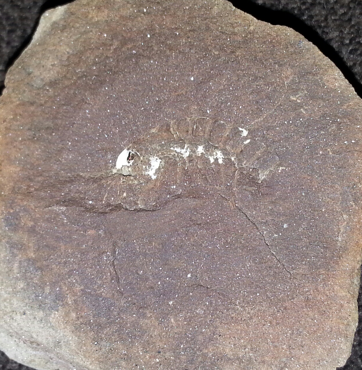 Mazon Creek, Millipede - Fossil ID - The Fossil Forum