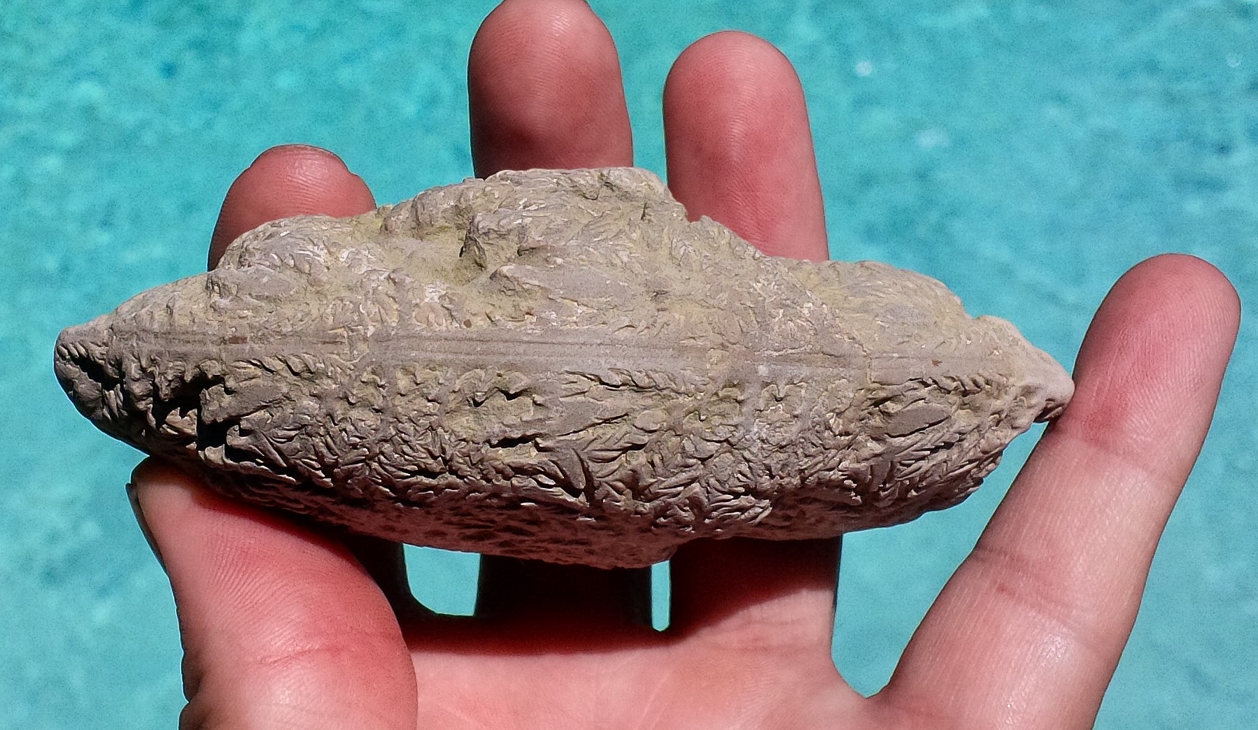Some Invertebrates From The Sulphur River...ne Texas - Fossil ID - The ...